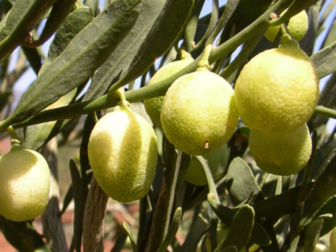 Saya's Guide to Australian Native Skincare Ingredients – Saya®