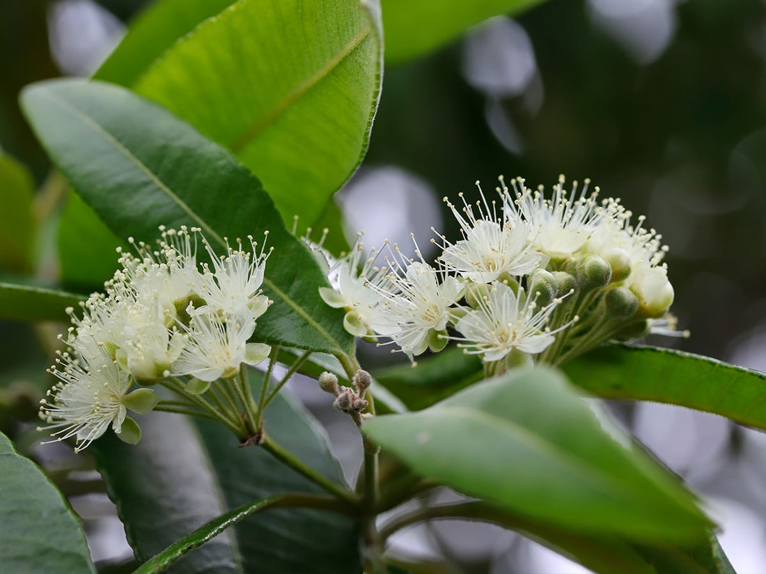 Saya's Guide to Australian Native Skincare Ingredients – Saya®