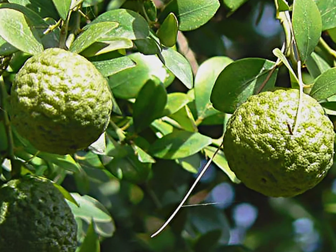 Saya's Guide to Australian Native Skincare Ingredients – Saya®